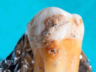 PALEOBIOCHEMISTRY – Warinner Group